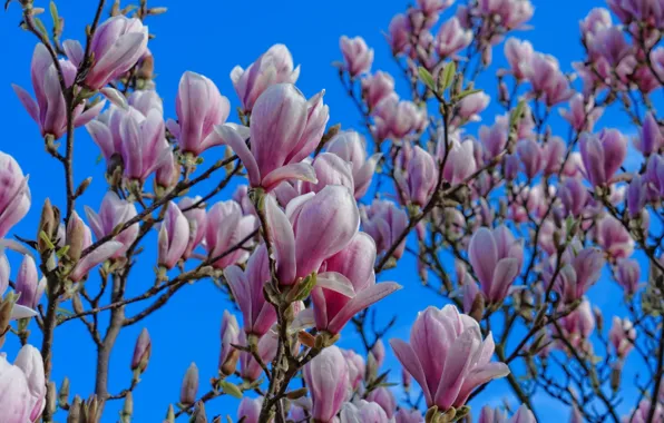 Wallpaper the sky, branches, spring, pink, Magnolia for mobile and ...