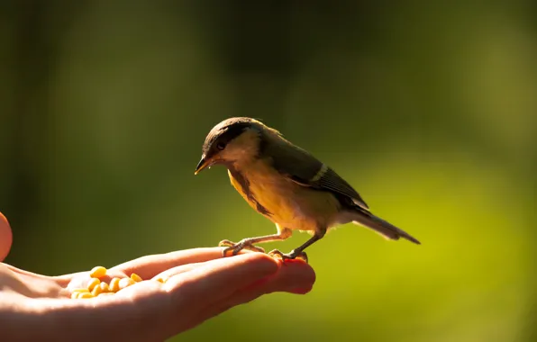 Download wallpaper hand, bird, palm, tit, section animals in resolution ...