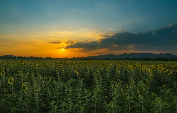 Wallpaper field, the sky, dawn images for desktop, section природа ...