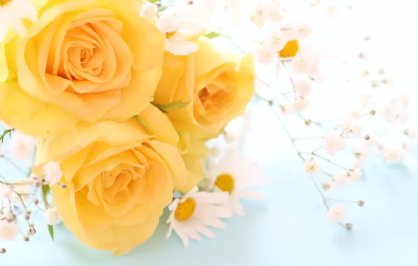 Wallpaper flowers, Daisy, Roses images for desktop, section цветы ...