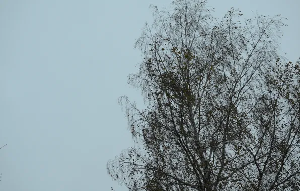 Wallpaper the sky, tree, birch for mobile and desktop, section пейзажи ...