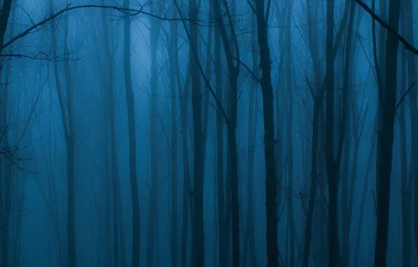 Wallpaper dark, trees, blue for mobile and desktop, section природа ...