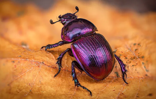 Wallpaper macro, orange, background, lilac, leaf, beetle, insect ...
