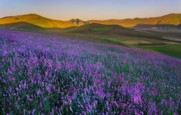 Wallpaper flowers, hill, meadow images for desktop, section пейзажи - download