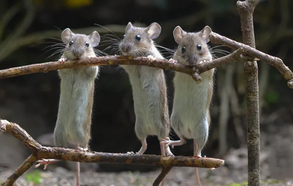 Wallpaper mouse, trio, Trinity for mobile and desktop, section животные ...