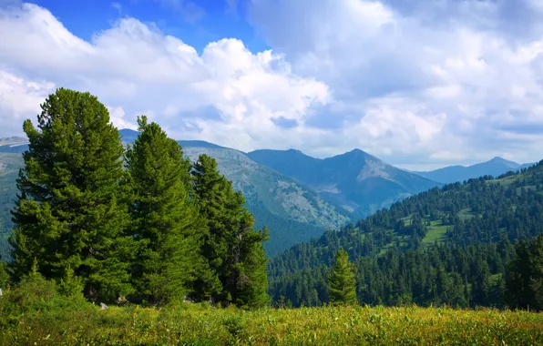 Download wallpaper mountains, pine, the slopes, ate, view, field ...