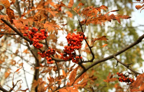 Wallpaper red, Rowan, Boke for mobile and desktop, section природа, resolution 5616x3744 - download