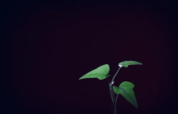 Wallpaper leaves, nature, background images for desktop, section ...