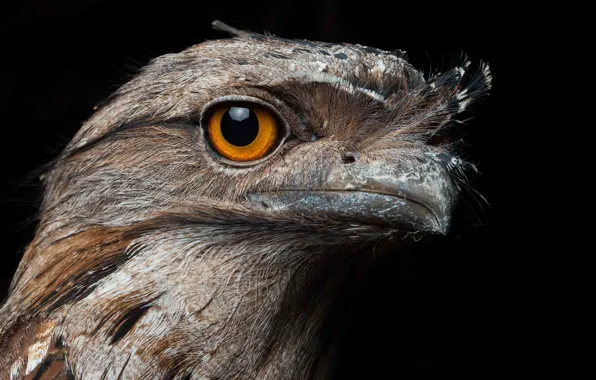 Download wallpaper nature, background, bird, section animals in ...