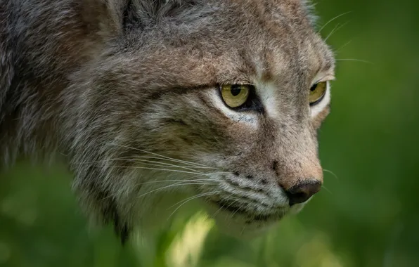 Wallpaper look, face, close-up, portrait, lynx, green background for ...