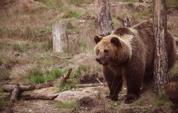 Wallpaper autumn, forest, look, face, trees, branches, nature, glade ...