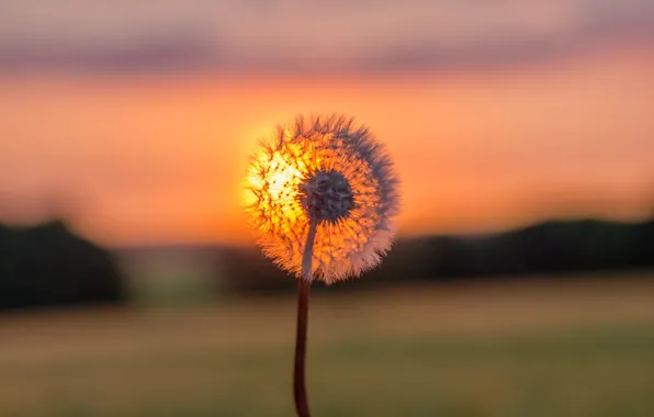 Dandelion Blowing Sunset