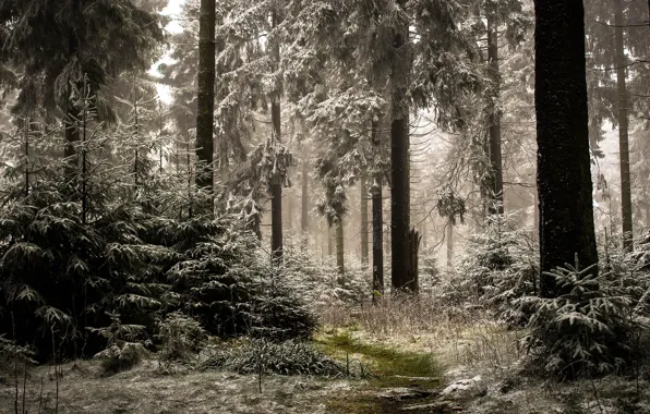 Wallpaper winter, forest, nature for mobile and desktop, section ...