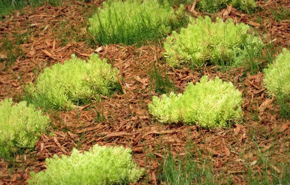 Download wallpaper grass, leaves, nature, section nature in resolution ...