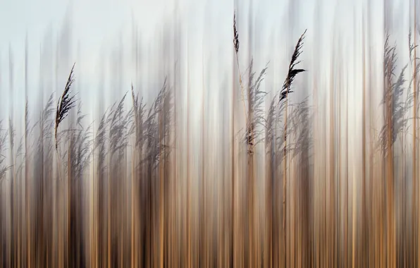 Wallpaper grass, nature, background for mobile and desktop, section ...