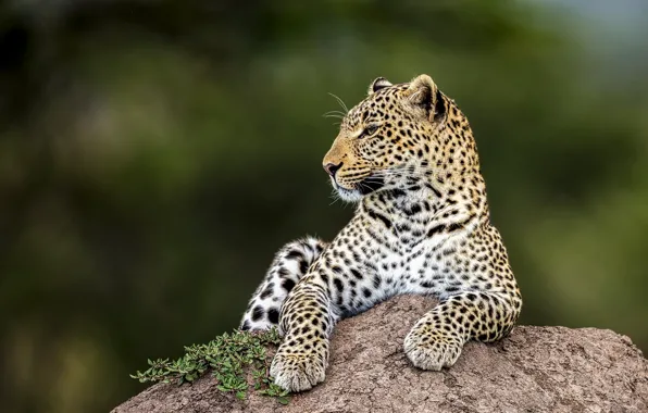 Wallpaper look, face, nature, pose, green, background, stone, paws ...