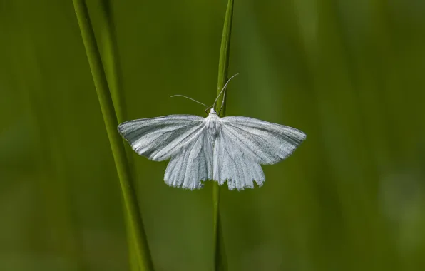Download wallpaper grass, macro, white moth, section macro in ...