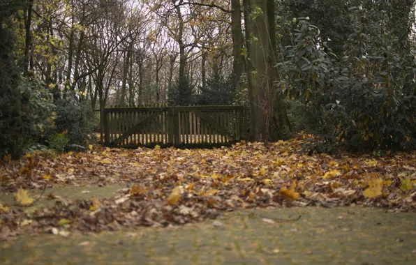 Wallpaper Autumn, Gate, Foliage images for desktop, section природа ...