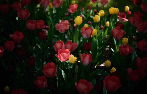Wallpaper field, light, flowers, yellow, red, the dark background ...