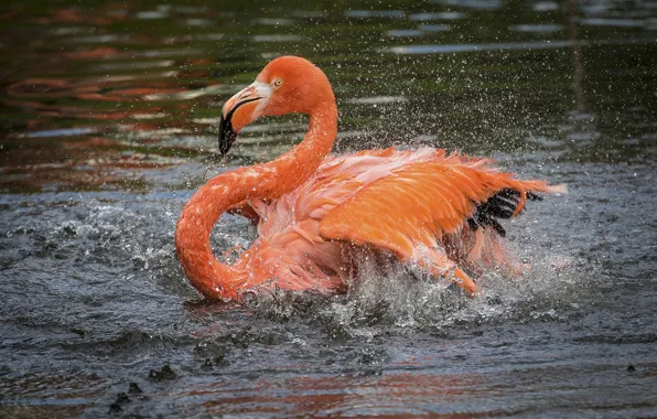 Wallpaper water, squirt, bird, Flamingo for mobile and desktop, section ...