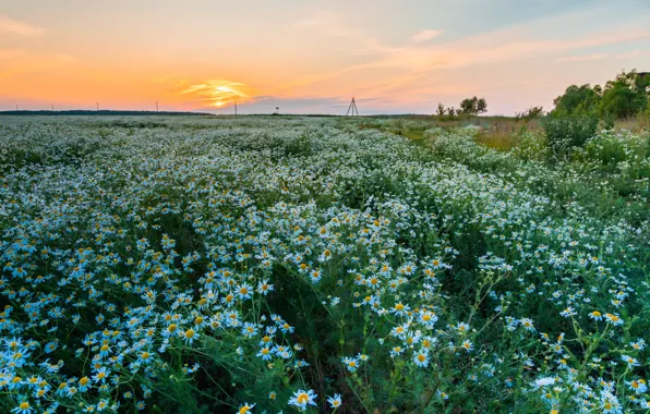 Wallpaper field, chamomile, meadow, chamomile field images for desktop ...