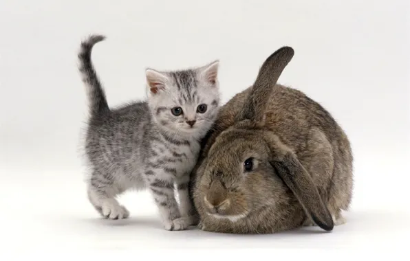 Wallpaper kitty, grey, rabbit images for desktop, section животные ...