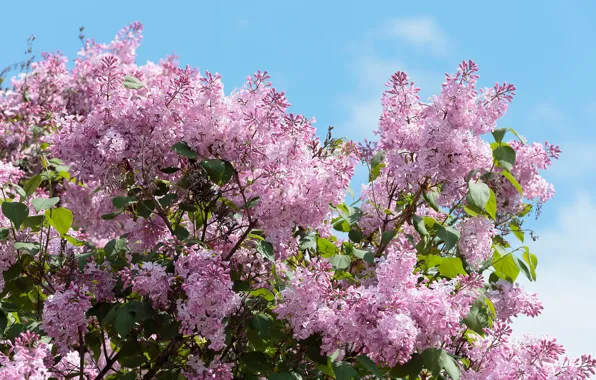 Wallpaper the sky, flowers, branches, Bush, spring, flowering, lilac ...