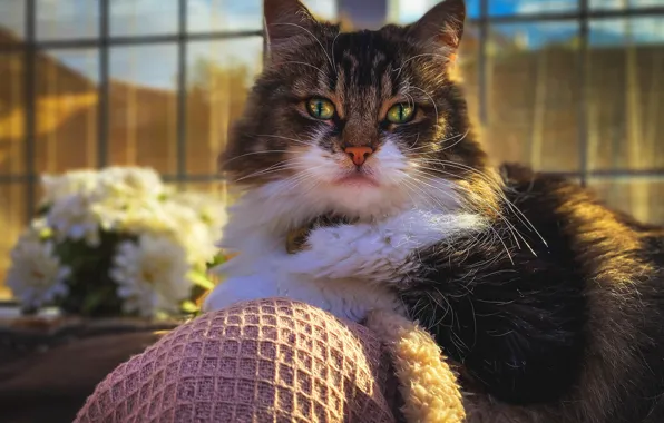 Download wallpaper cat, cat, portrait, window, section cats in ...