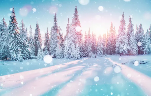 Wallpaper winter, field, forest, the sun, rays, light, snow, treatment ...