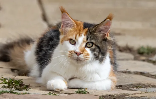 Wallpaper cat, cat, look, nature, pose, face for mobile and desktop ...
