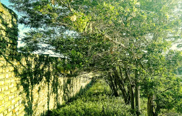 Wallpaper wall, tree, iran, tehran, evin for mobile and desktop ...