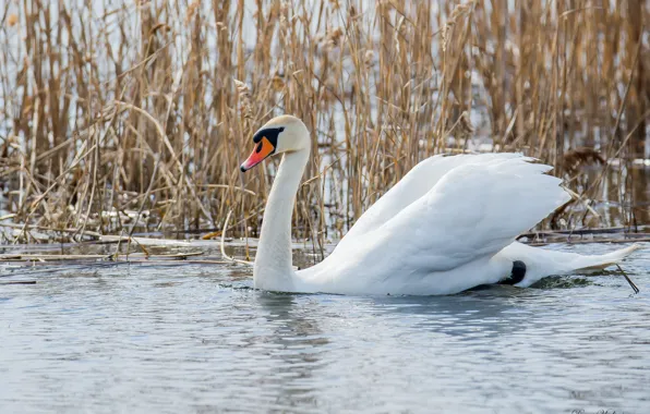 Wallpaper birds, nature, Swan for mobile and desktop, section животные ...