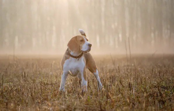 Wallpaper fog, dog, Beagle images for desktop, section собаки - download