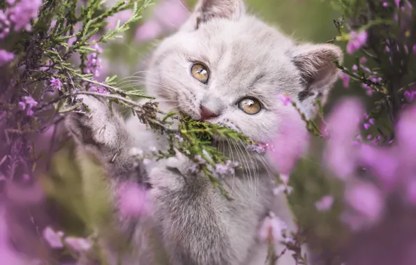 Wallpaper cat, look, pose, kitty, cute, kitty, face, Milota images for ...