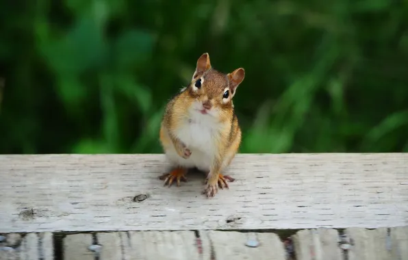 Download wallpaper look, nature, pose, Board, Chipmunk, face, section ...