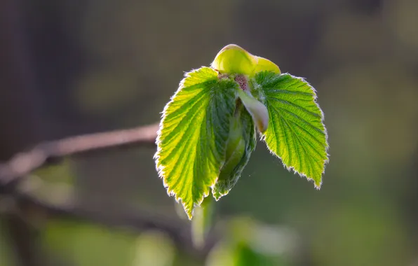 Wallpaper green, spring, leaf, twig for mobile and desktop, section ...