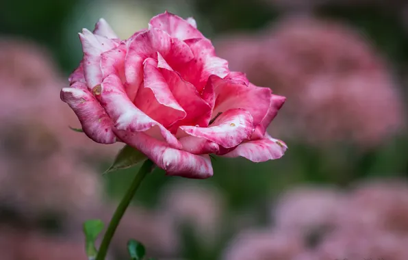 Wallpaper flower, background, rose, pink rose for mobile and desktop ...