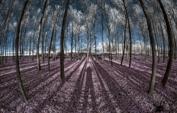 Wallpaper color, trees, shadows for mobile and desktop, section природа ...