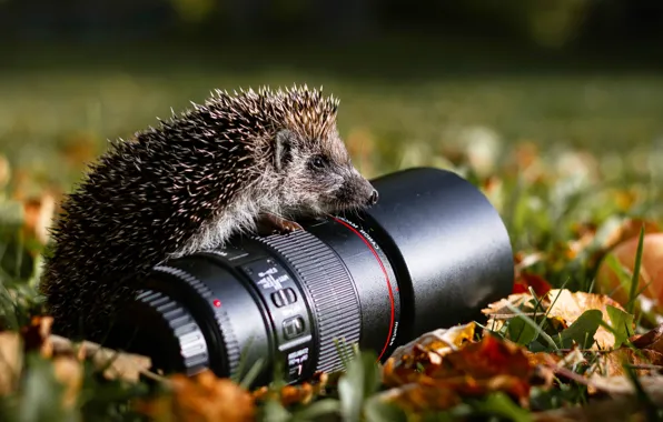 Wallpaper autumn, glade, foliage, the camera, lens, hedgehog, hedgehog ...