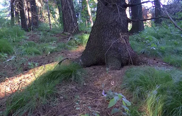 Wallpaper forest, summer, cedar, cedar paw for mobile and desktop ...