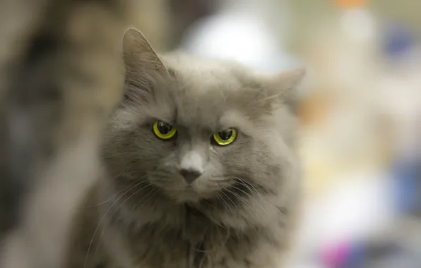 Wallpaper eyes, look, face, Kote images for desktop, section кошки ...