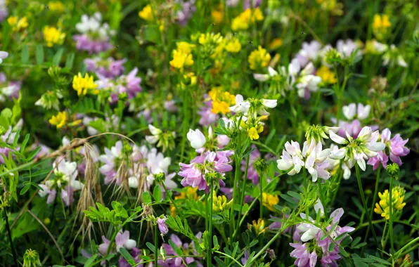 Wallpaper colors, flower, meadow for mobile and desktop, section ...