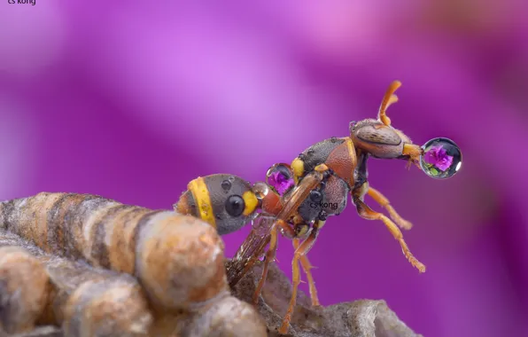 Wallpaper drops, OSA, beehive for mobile and desktop, section макро ...