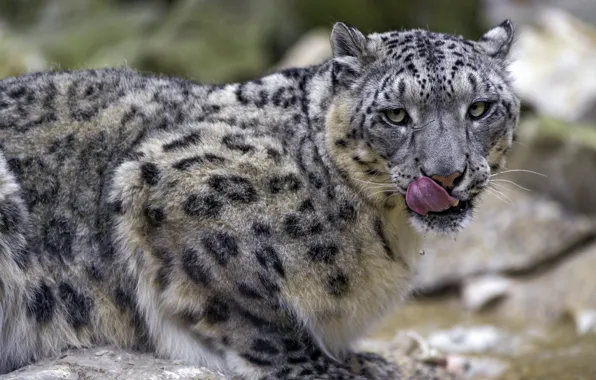 Wallpaper predator, IRBIS, snow leopard, handsome for mobile and ...