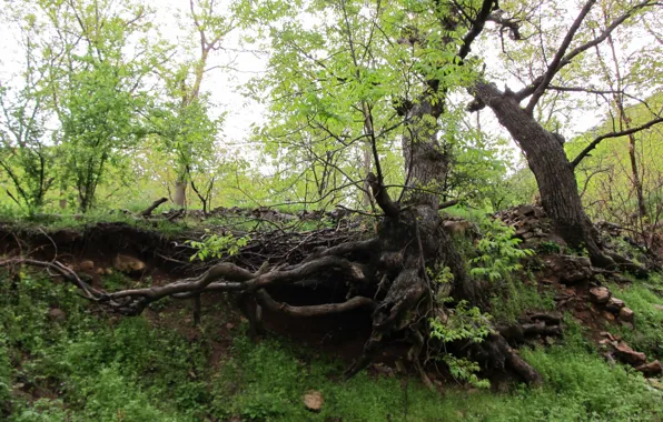 Wallpaper tree, iran, kermanshah, paveh for mobile and desktop, section ...