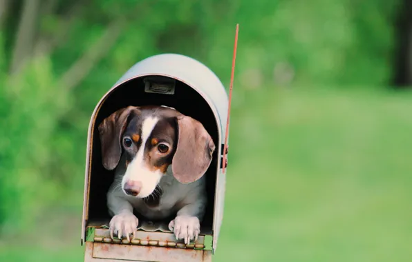 Download wallpaper interest, surprise, dog, puppy, blurred background ...