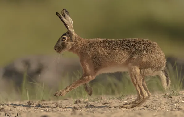 Wallpaper sand, background, hare for mobile and desktop, section ...