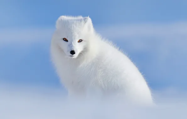 Download wallpaper look, background, Fox, polar Fox, Ivan Shkriblyak, section animals in ...