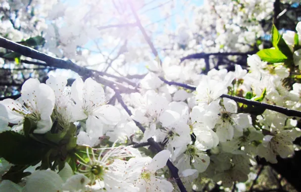 Wallpaper the sky, the sun, trees for mobile and desktop, section ...