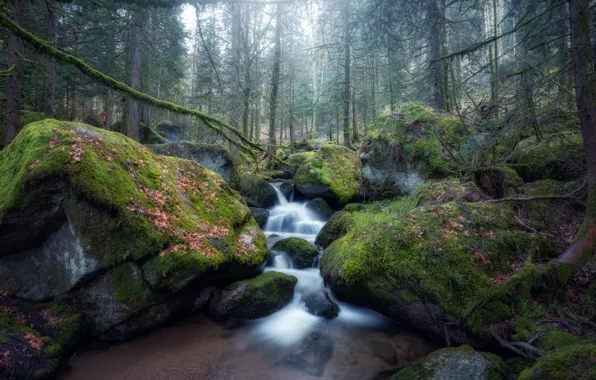 Download wallpaper forest, nature, river, section nature in resolution ...